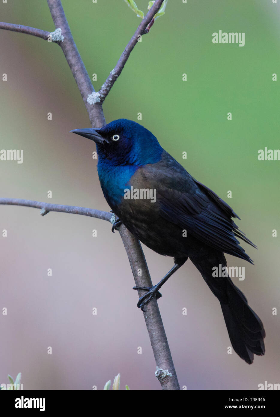 common Grackle (Quiscalus quiscula Stock Photo - Alamy