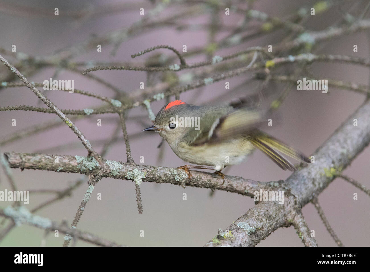 Male ruby-crowned kinglet (Regulus calendula) in spring Stock Photo - Alamy