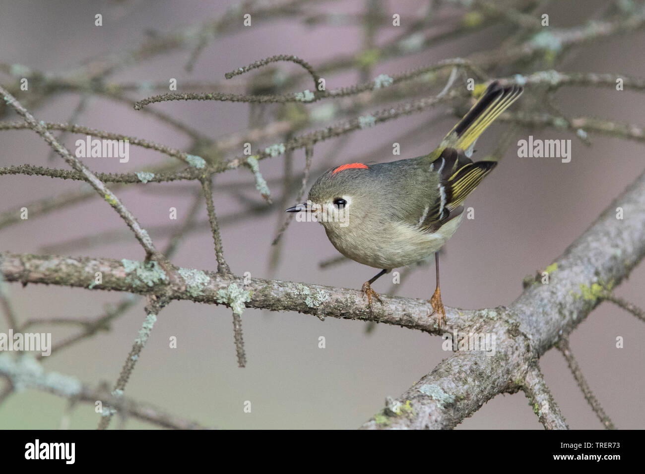 Male ruby-crowned kinglet (Regulus calendula) in spring Stock Photo - Alamy