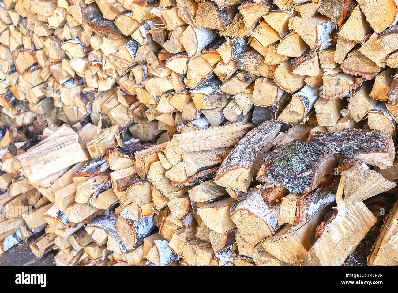 Birch log cross section hi-res stock photography and images - Alamy