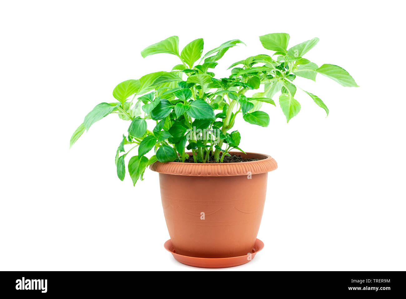 Buds of a blooming flower Balsaminaceae in a pot isolated on white ...