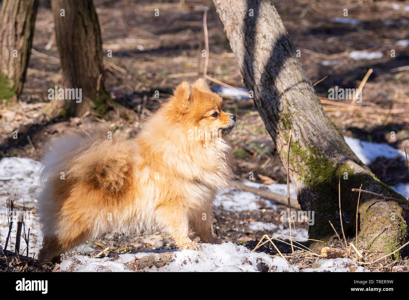 Ginger pomeranian hi-res stock photography and images - Alamy