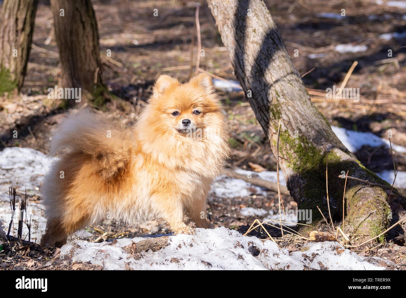 The dog breed pomeranian is walking in a spring Park Stock Photo - Alamy