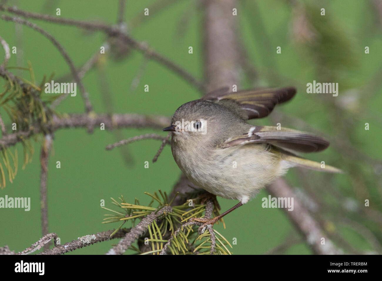Male ruby-crowned kinglet (Regulus calendula) in spring Stock Photo - Alamy