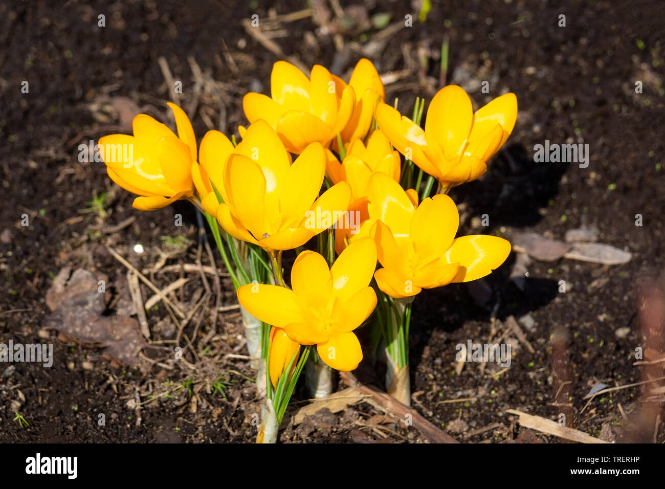 Yellow crocus flowers, Yellow Mammoth flowers in blossom in early ...