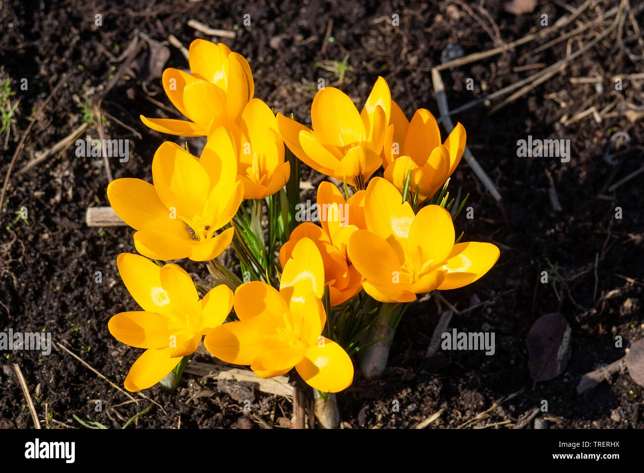 Yellow crocus flowers, Yellow Mammoth flowers in blossom in early ...