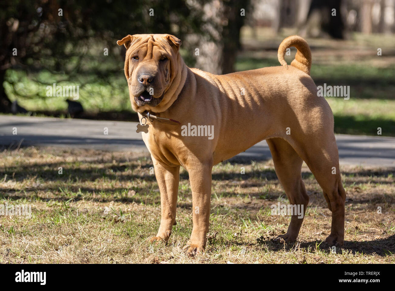 Chinese Fighting Dog High Resolution Stock Photography and Images - Alamy