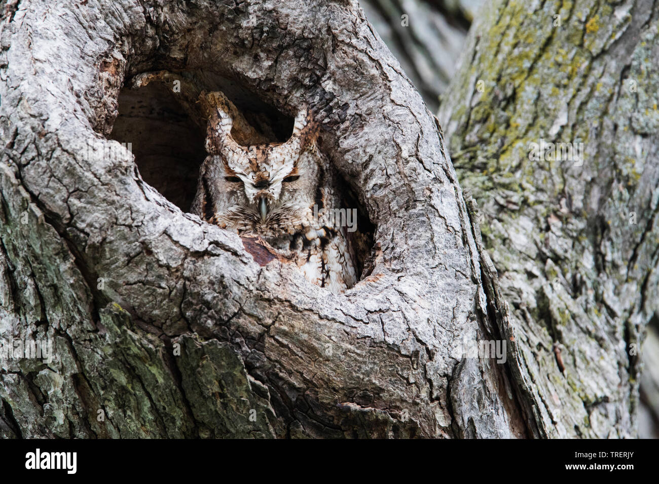 Screech Owl Tree Camouflage Stock Photos & Screech Owl Tree Camouflage ...