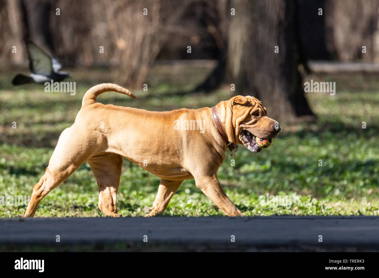A beautiful, young red fawn Chinese Shar Pei dog standing on the road ...