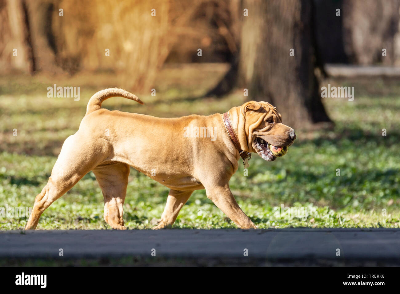 A beautiful, young red fawn Chinese Shar Pei dog standing on the road ...