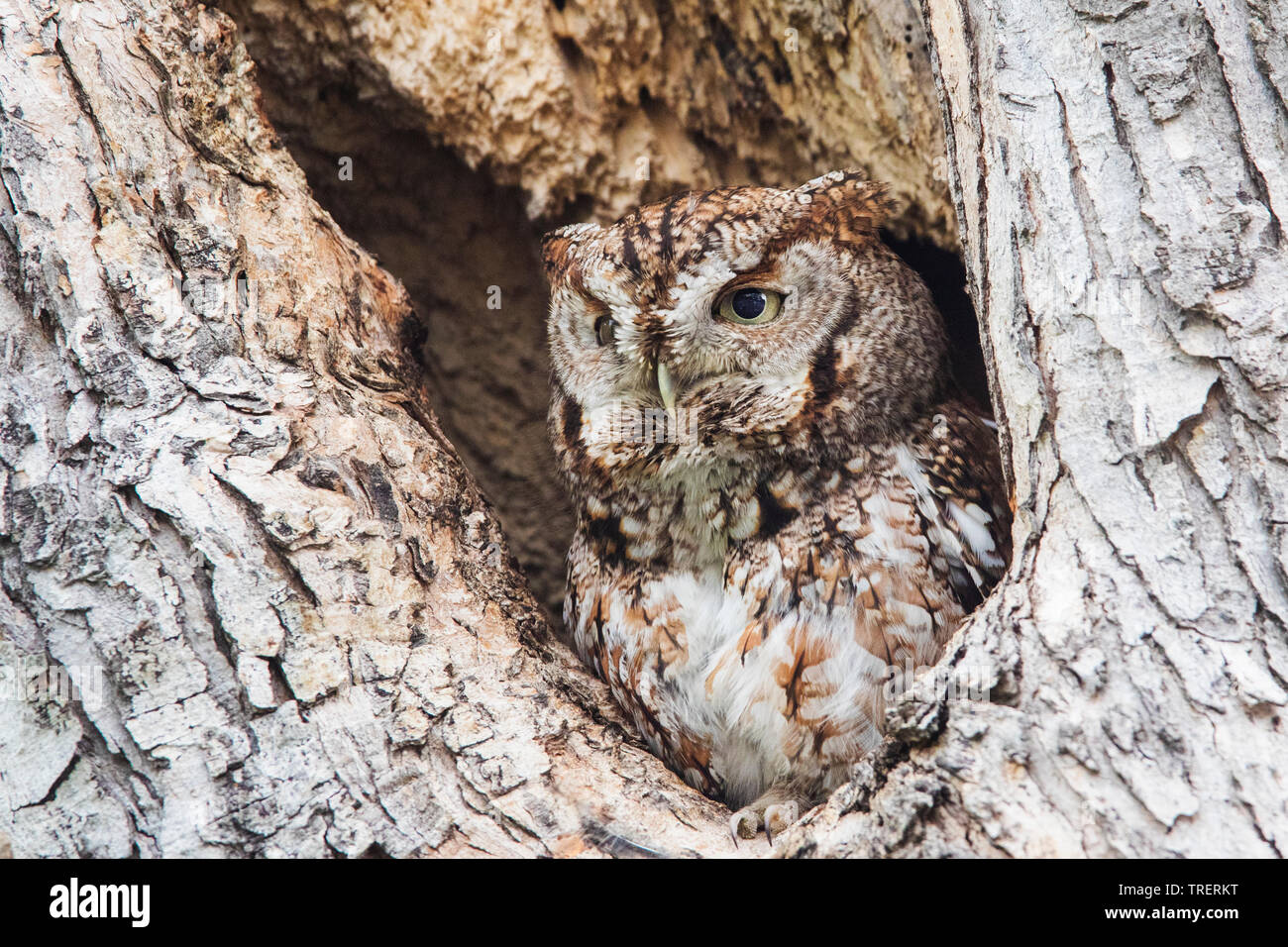 Screech owl tree camouflage hi-res stock photography and images - Alamy
