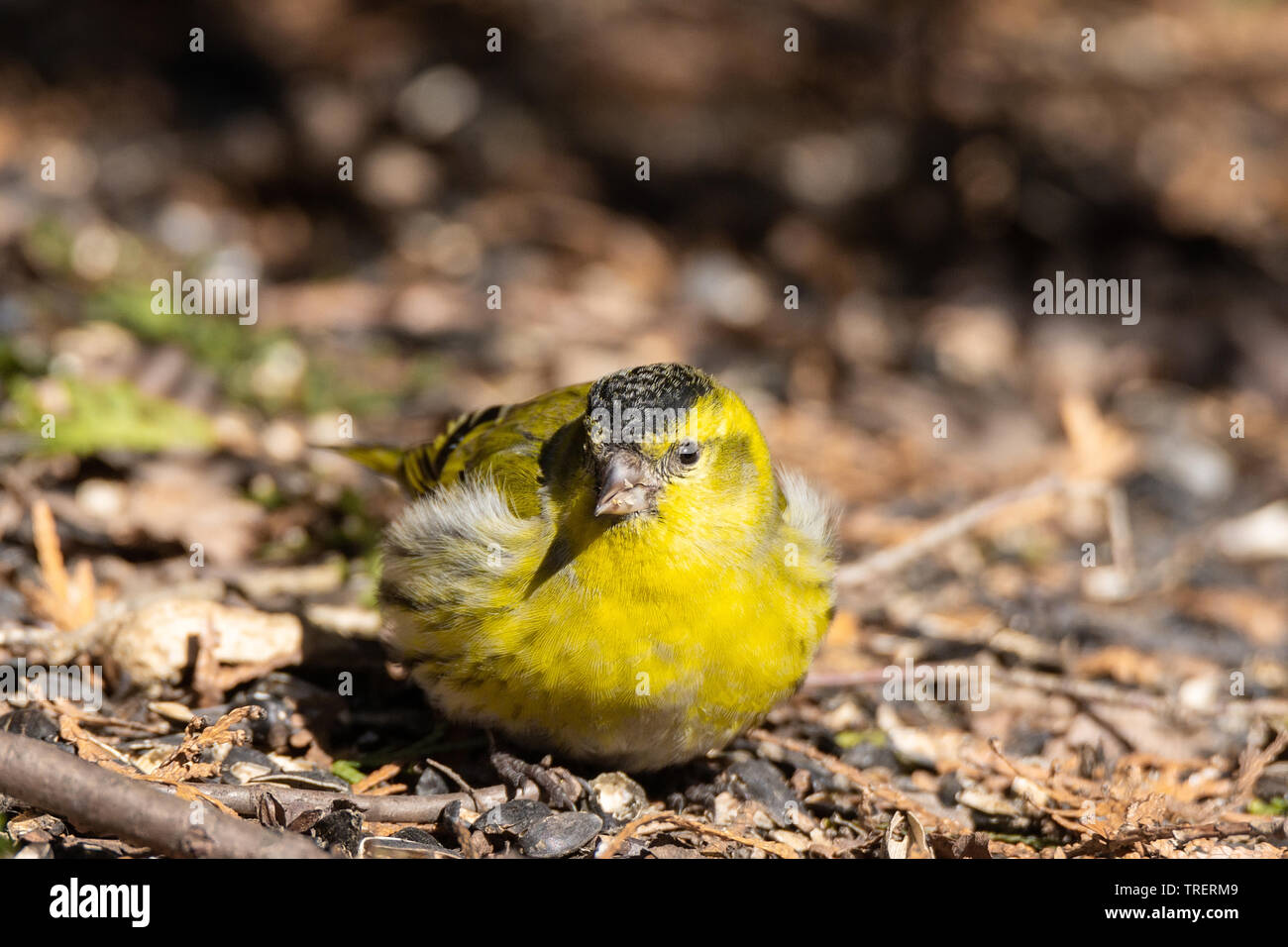 Female siskin in tree hi-res stock photography and images - Alamy