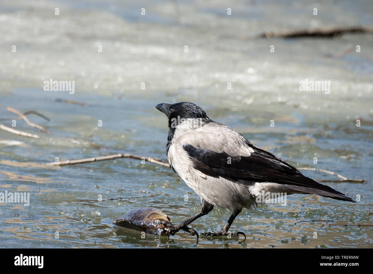 Crow frozen pond hi-res stock photography and images - Alamy