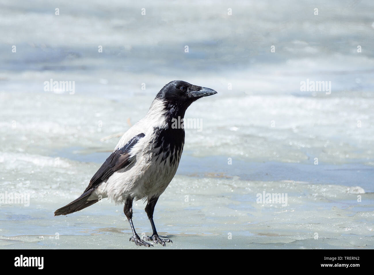 Crow frozen pond hi-res stock photography and images - Alamy