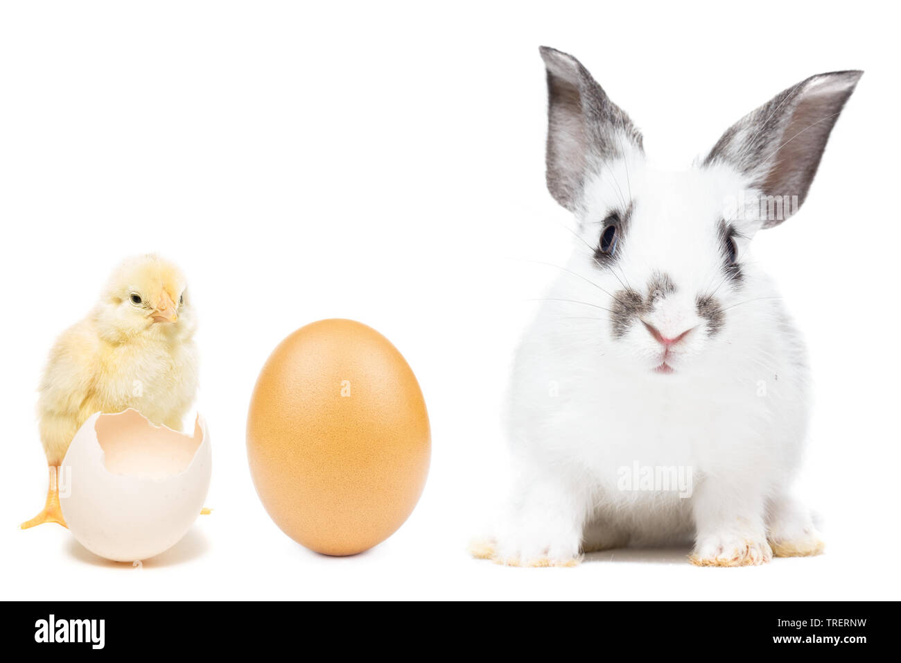 chicken and rabbit on white background, Easter egg and Chicks and ...