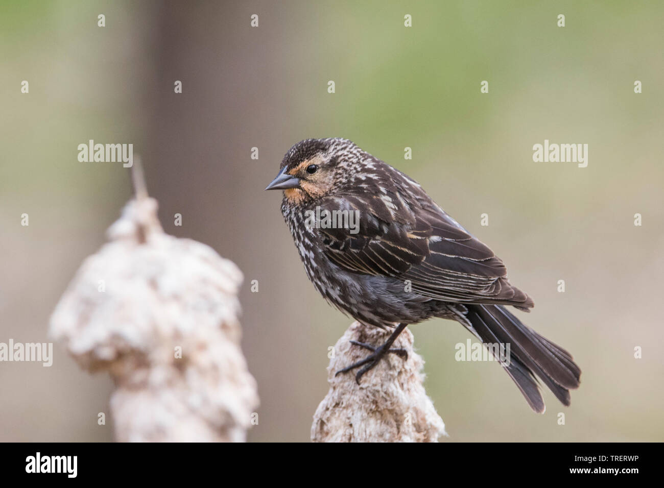 Baby blackbirds in nest hi-res stock photography and images - Alamy