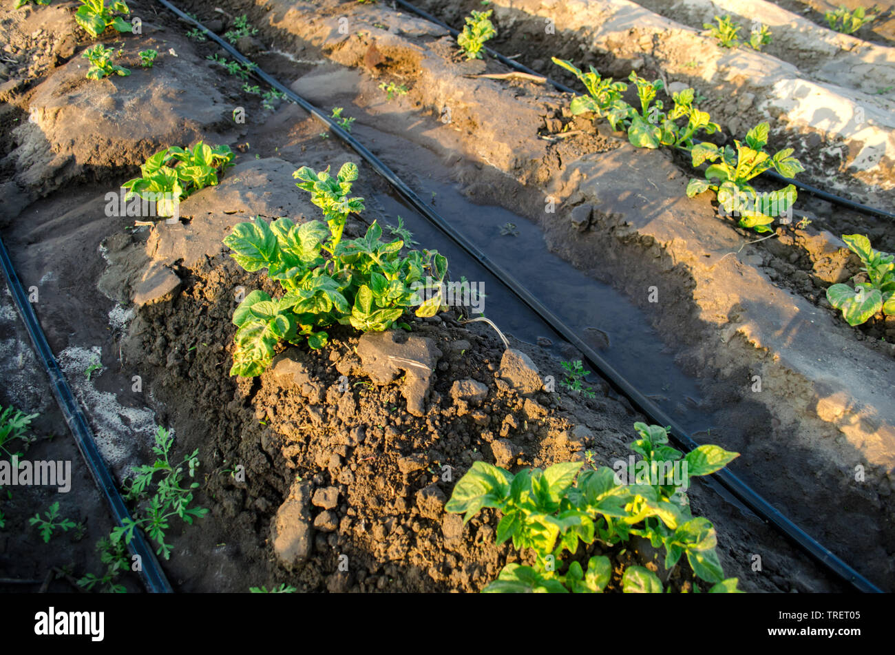 Drip irrigation potato hi-res stock photography and images - Alamy
