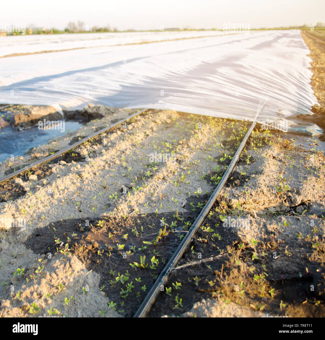 Drip irrigation beet in vegetable hi-res stock photography and images ...