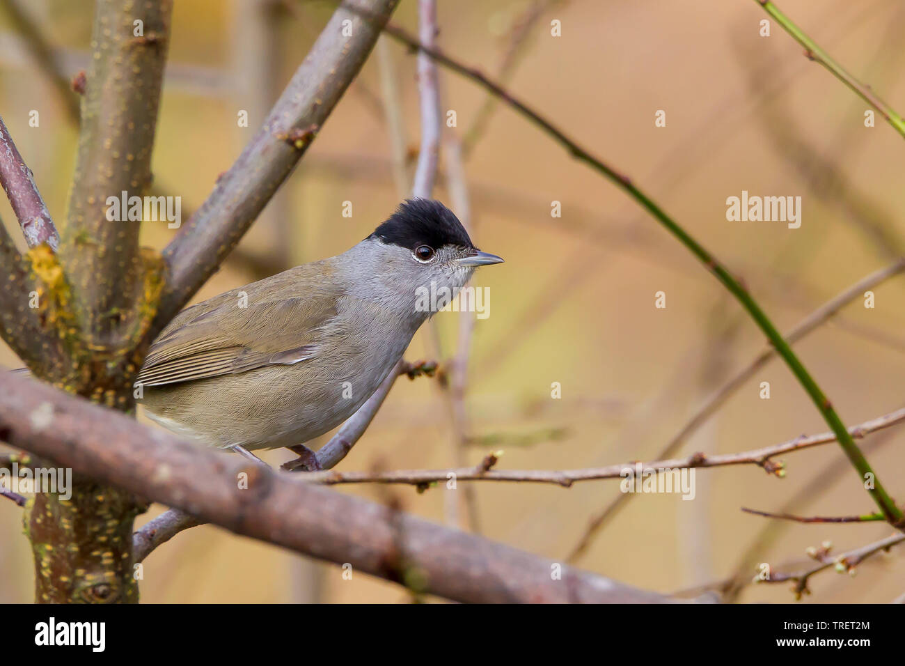 Blackcap bird hi-res stock photography and images - Alamy