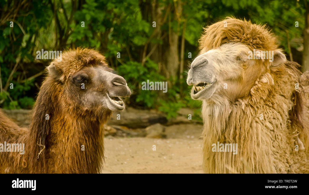 two camels in a small talk Stock Photo - Alamy