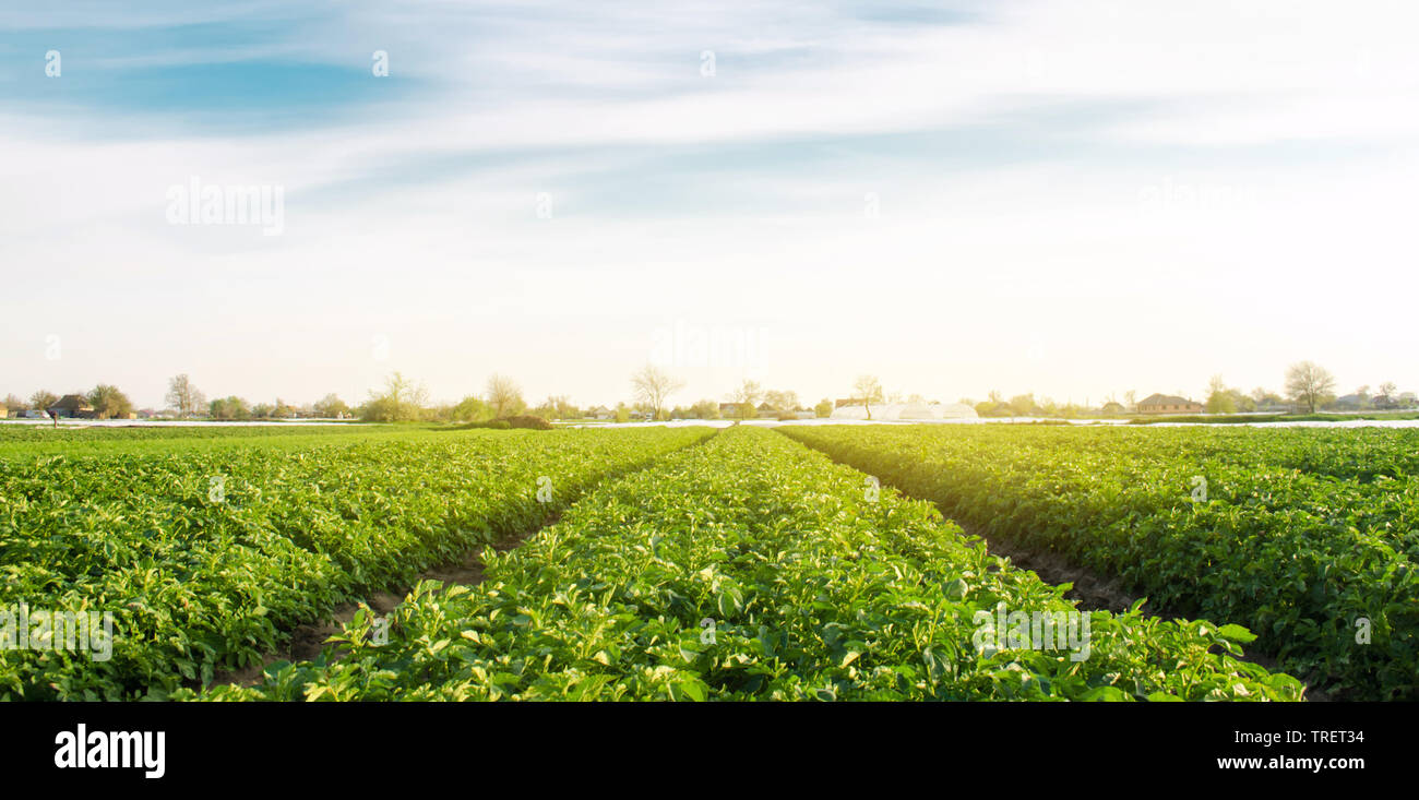 Potato plantation grow in the field. Vegetable rows. Farming, agriculture. Landscape with ...