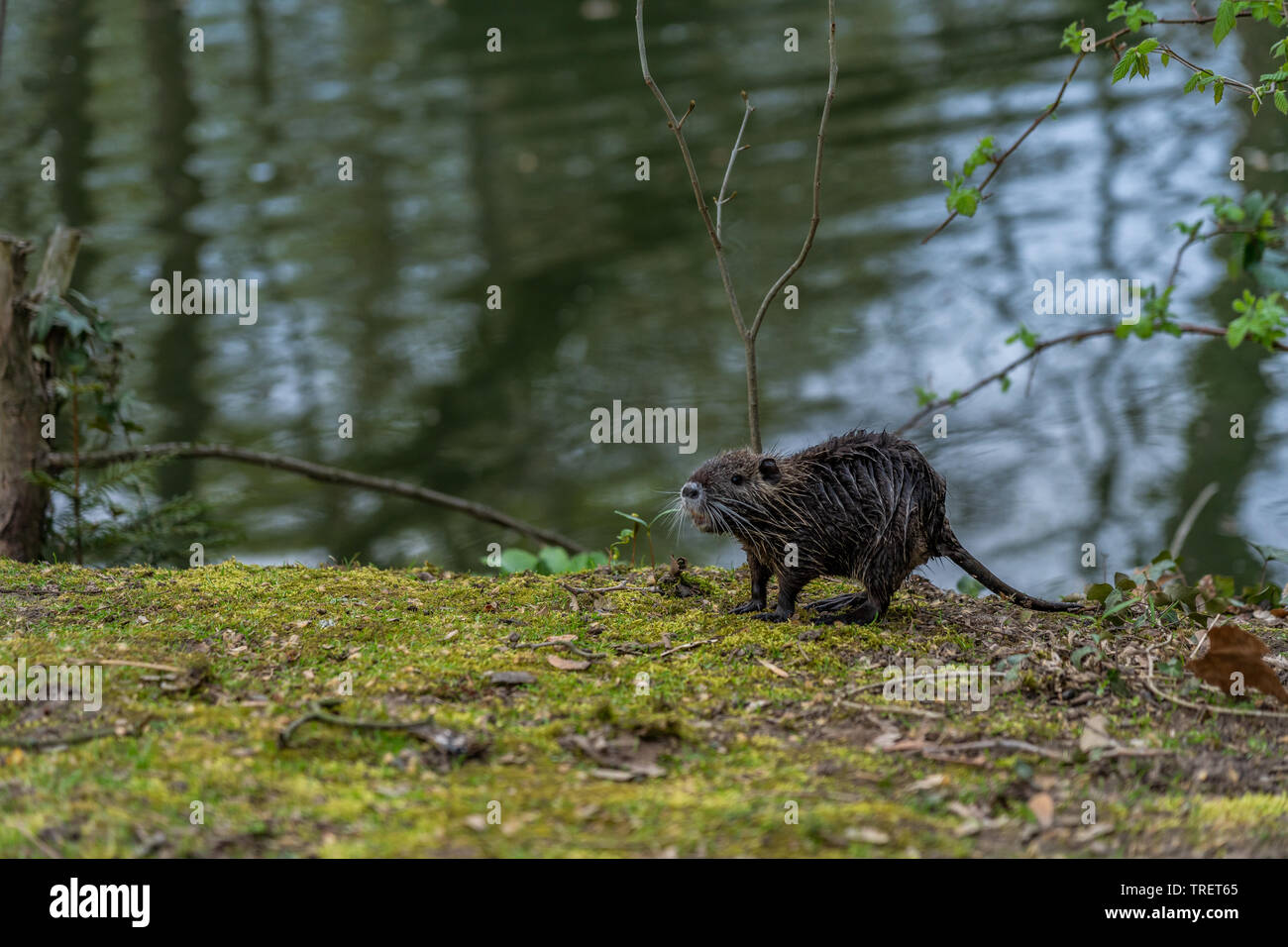 Myocastoridae hi-res stock photography and images - Alamy