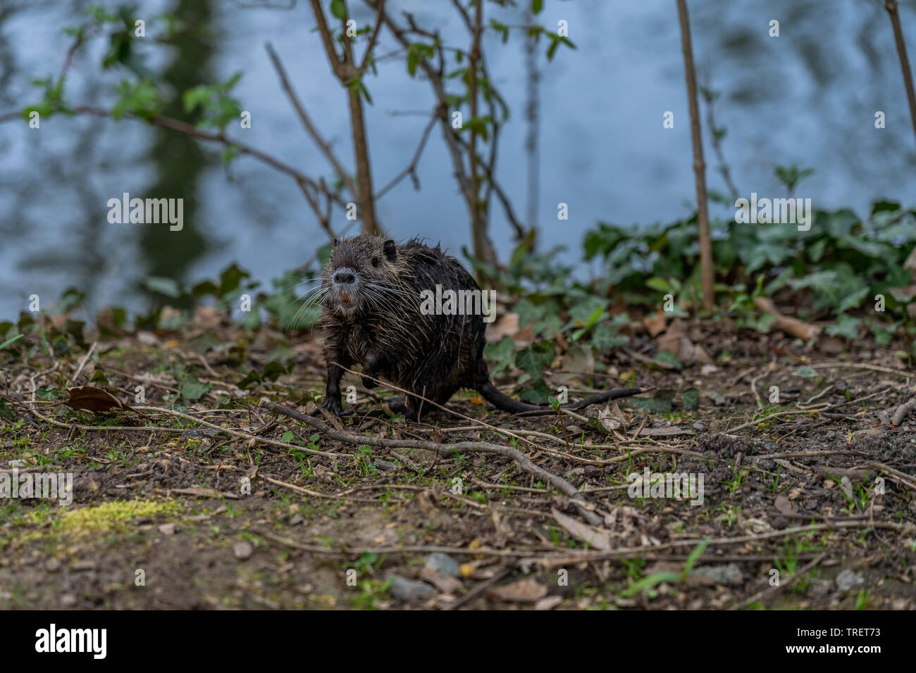 young Coypu or Nutria rodent in the wild, frankfurt, germany Stock ...