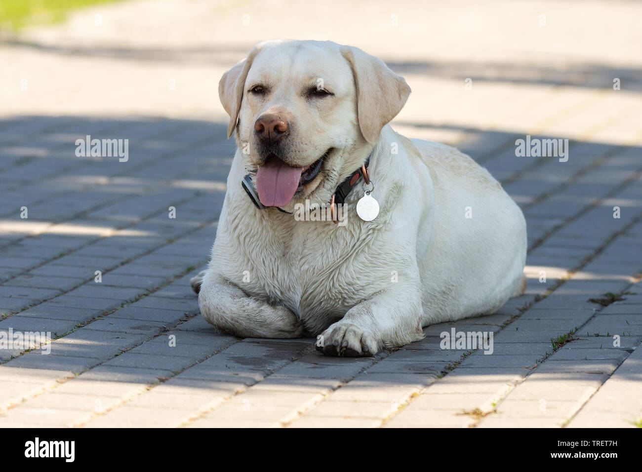 Yellow labrador retriever dog plays with ball in summer park outdoor ...
