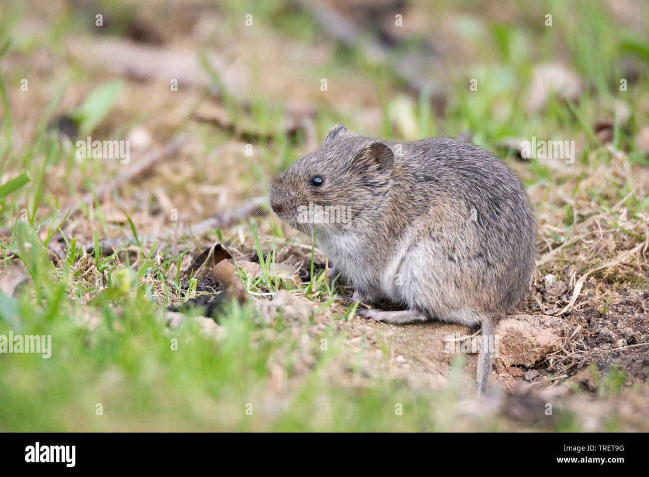 Striped field mouse sitting on fallen tree in park in autumn. Cute ...