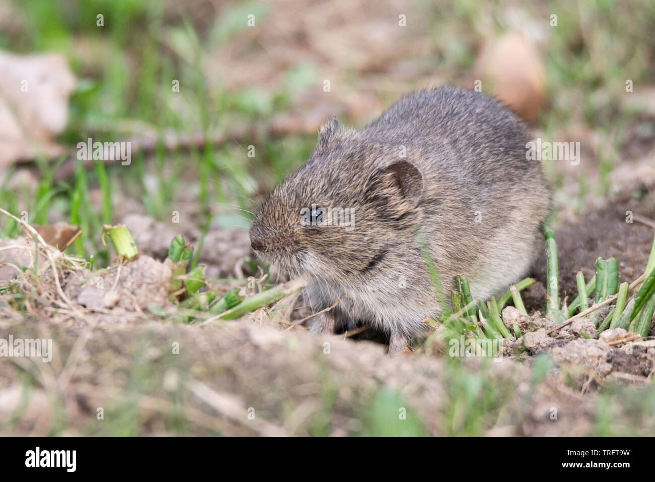 Striped field mouse sitting on fallen tree in park in autumn. Cute little common rodent animal ...