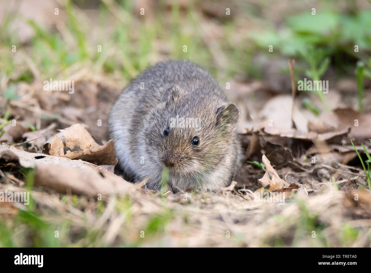 Striped field mouse sitting on fallen tree in park in autumn. Cute ...