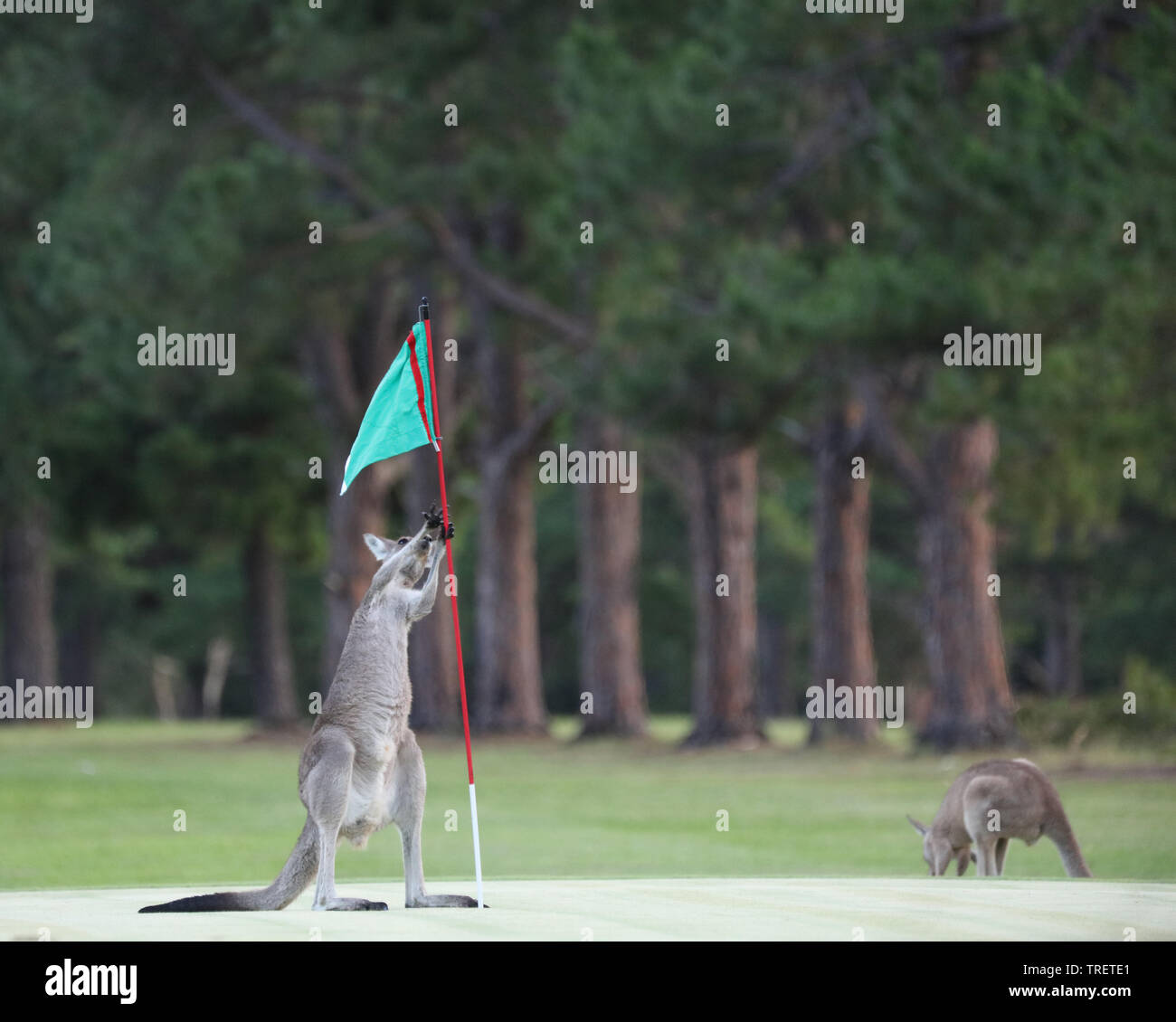 Kangaroo on a golf course in Australia Stock Photo - Alamy