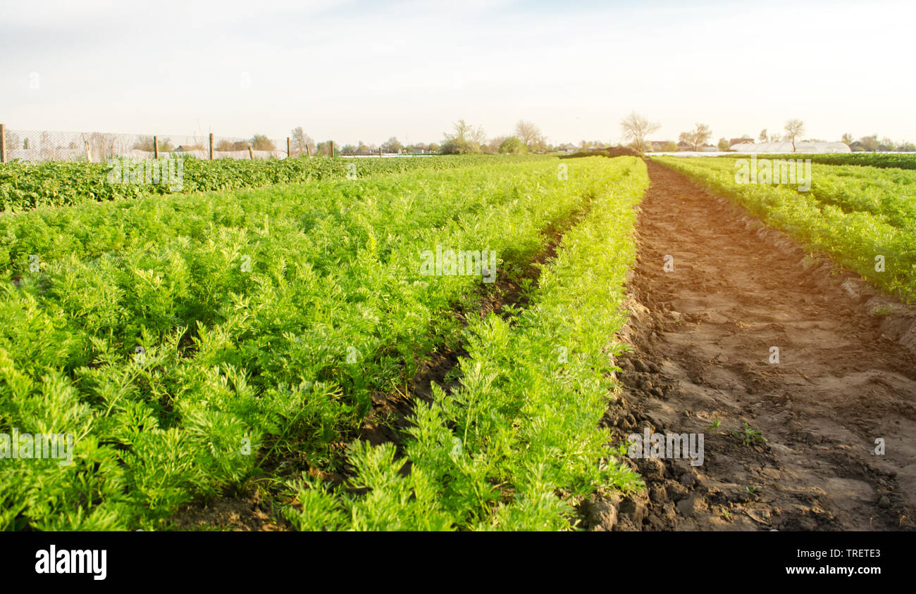 Carrot plantations grow in the field. Vegetable rows. Growing ...