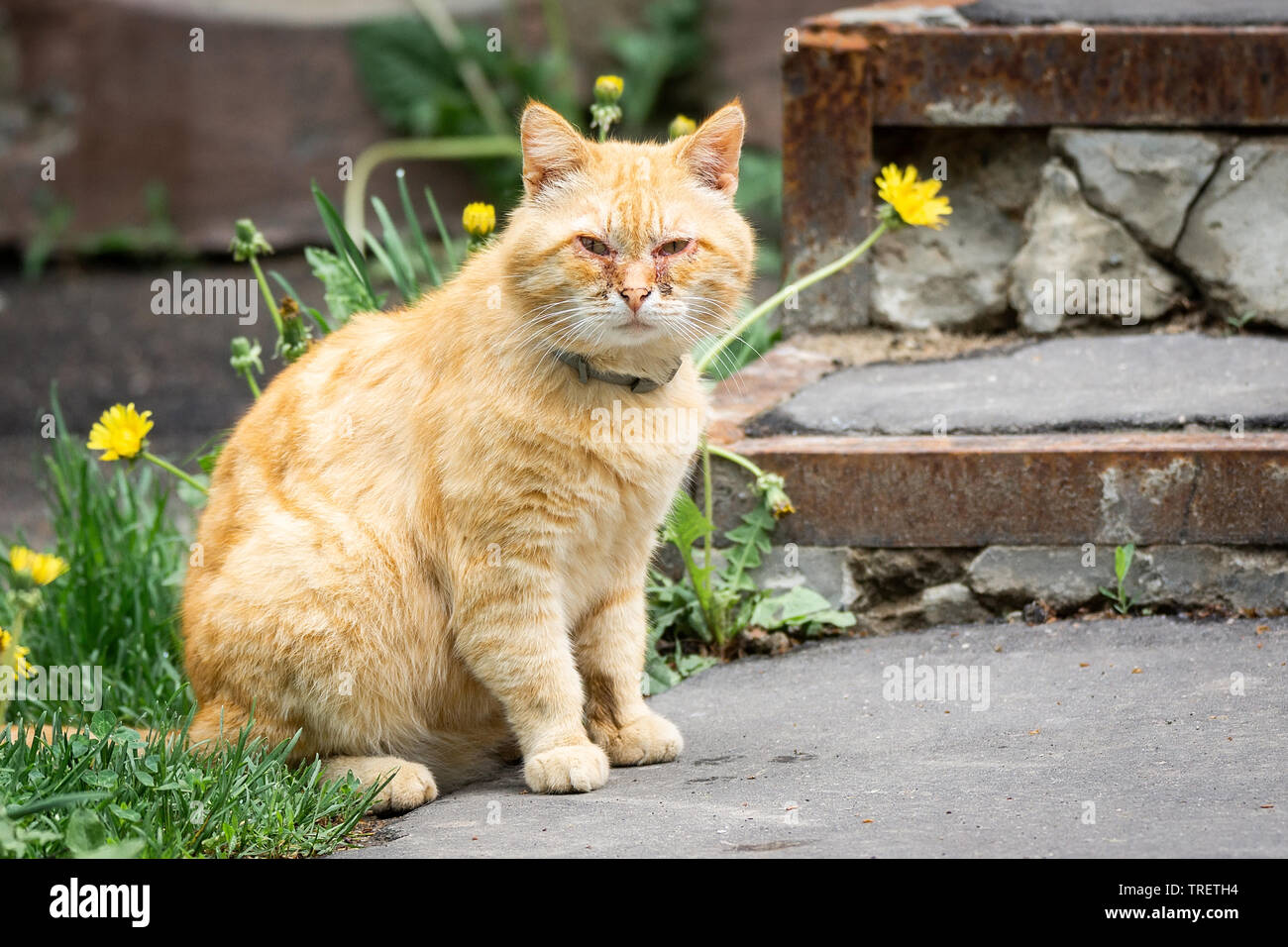 Ginger cat with conjunctivitis. Eye infection in cats. Feline ...