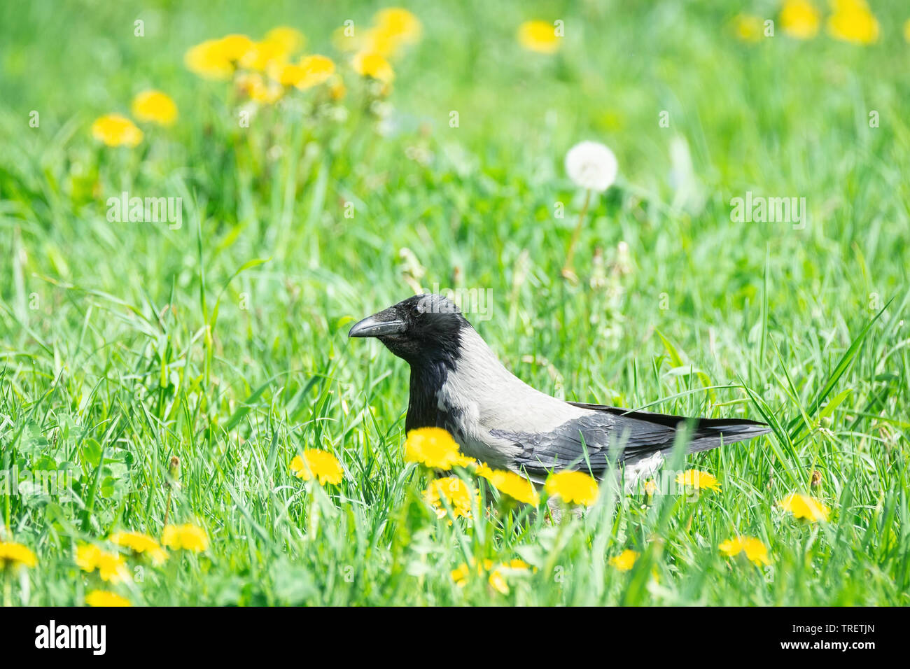 Crow black looking funny bird hi-res stock photography and images - Alamy