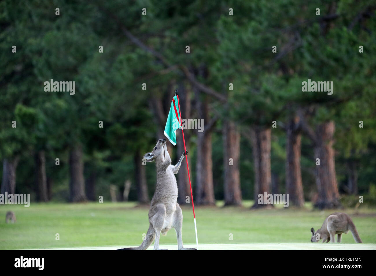 Kangaroos playing hi-res stock photography and images - Alamy