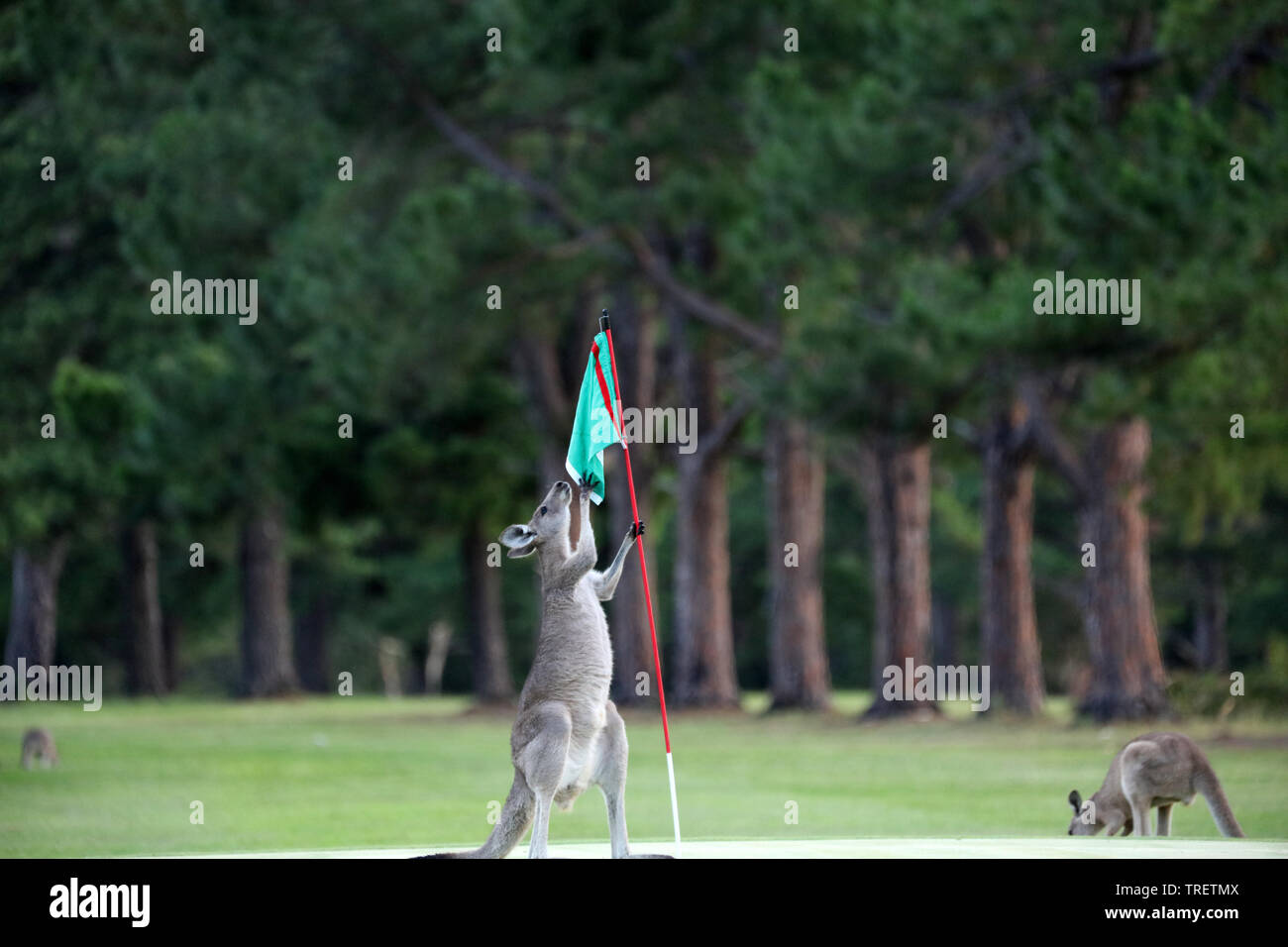 Kangaroo on a golf course in Australia Stock Photo - Alamy