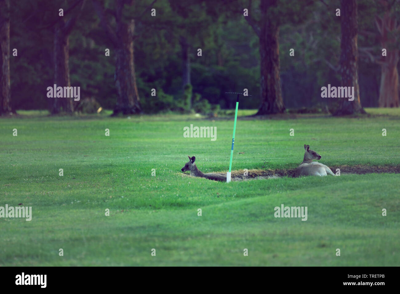 Kangaroo on a golf course in Australia Stock Photo - Alamy