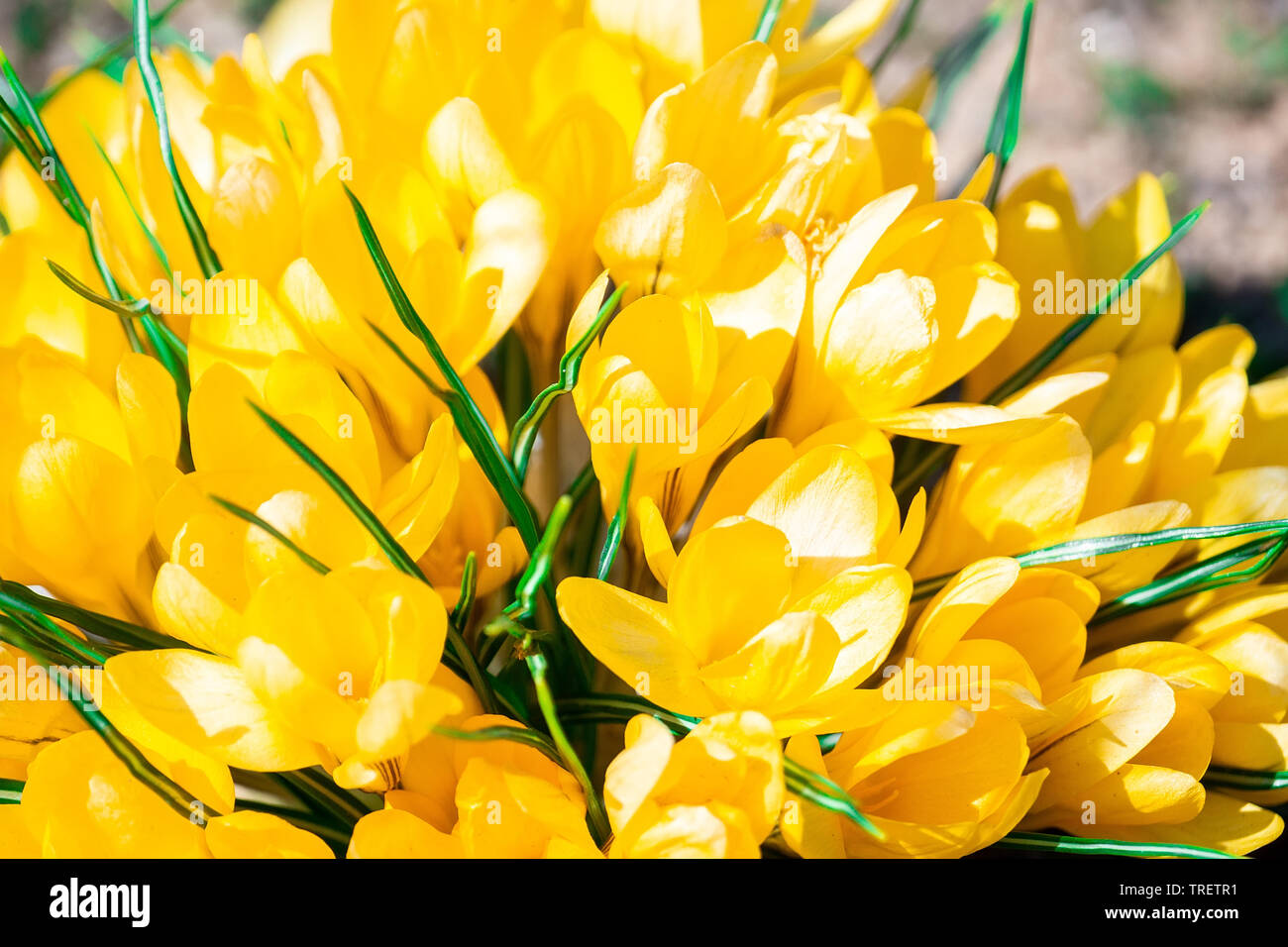 Yellow crocus flowers, Yellow Mammoth flowers in blossom in early ...