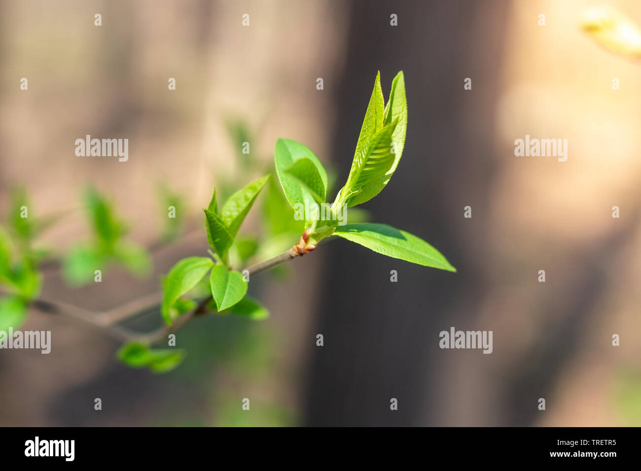 Spring has come, the first green. Nature wakes up. Dissolve the first ...