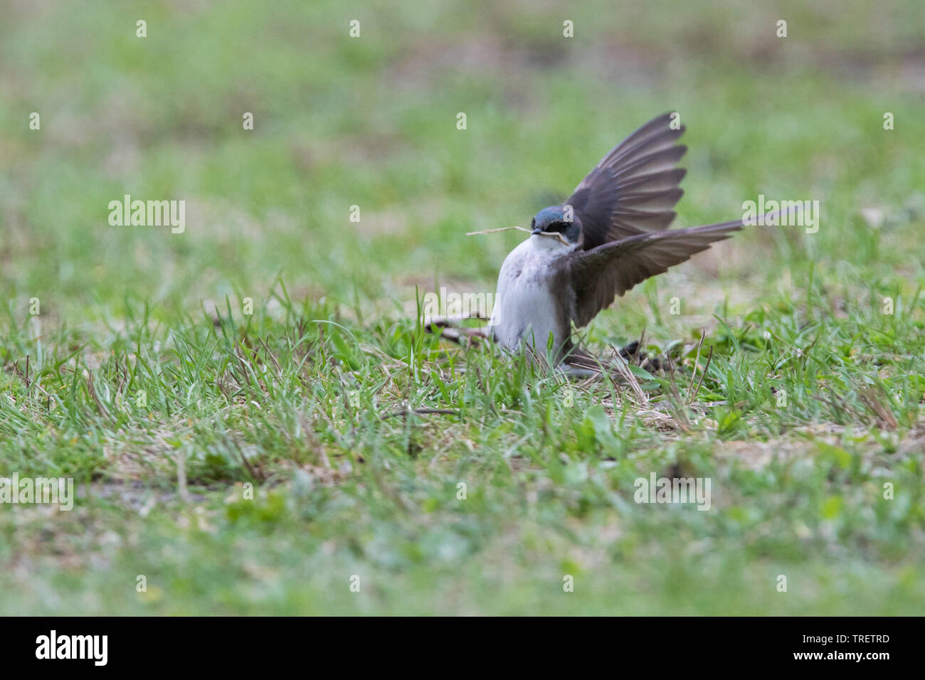 tree swallow nesting Stock Photo - Alamy