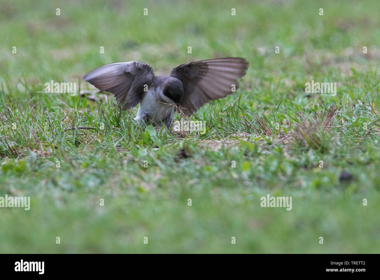 tree swallow nesting Stock Photo - Alamy