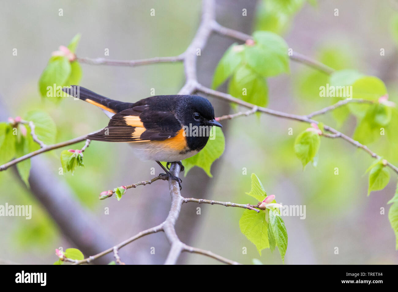 American redstart and beak hi-res stock photography and images - Alamy