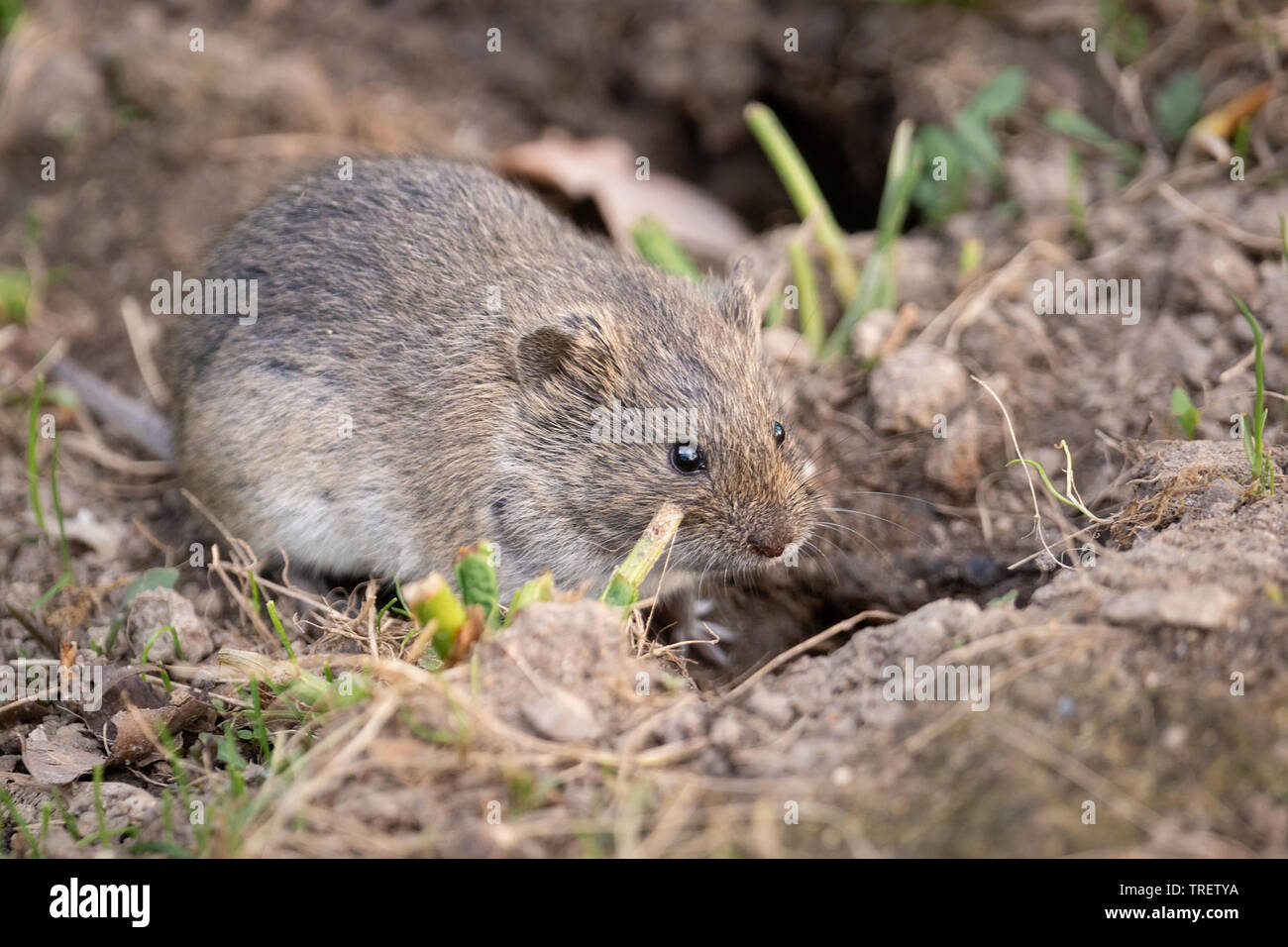 Striped field mouse sitting on fallen tree in park in autumn. Cute ...