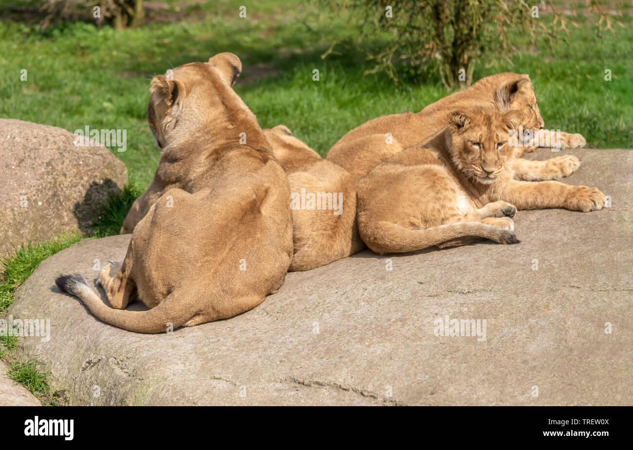 Rear view of an Asian lioness (Panthera leo) with cubs in Diergaarde ...