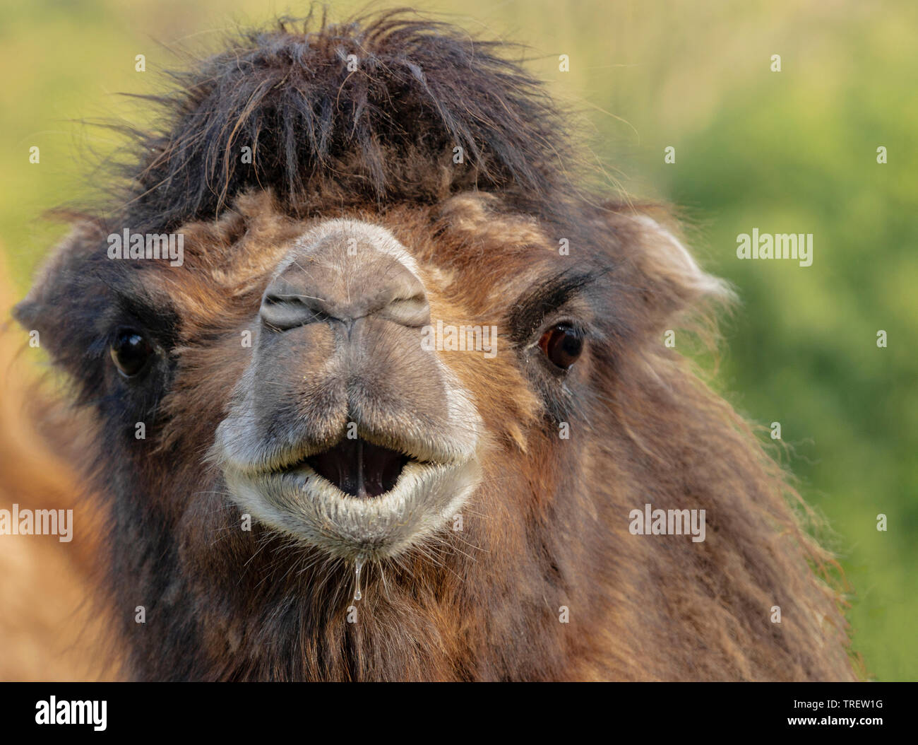 Mongolian steppe habitat hi-res stock photography and images - Alamy