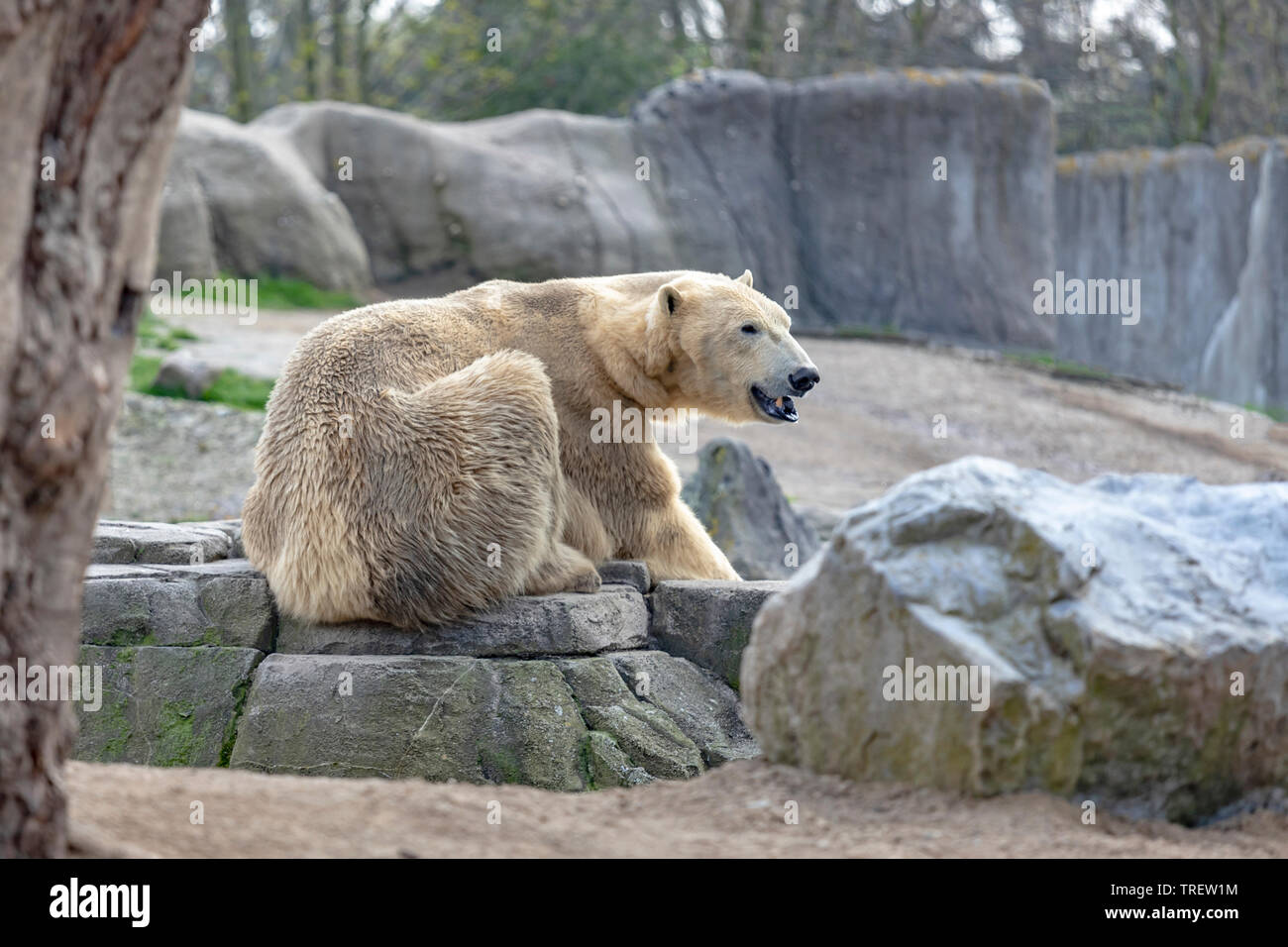 Polar bear ( Ursus maritimus ) in rocky enclosure in Diergaarde ...