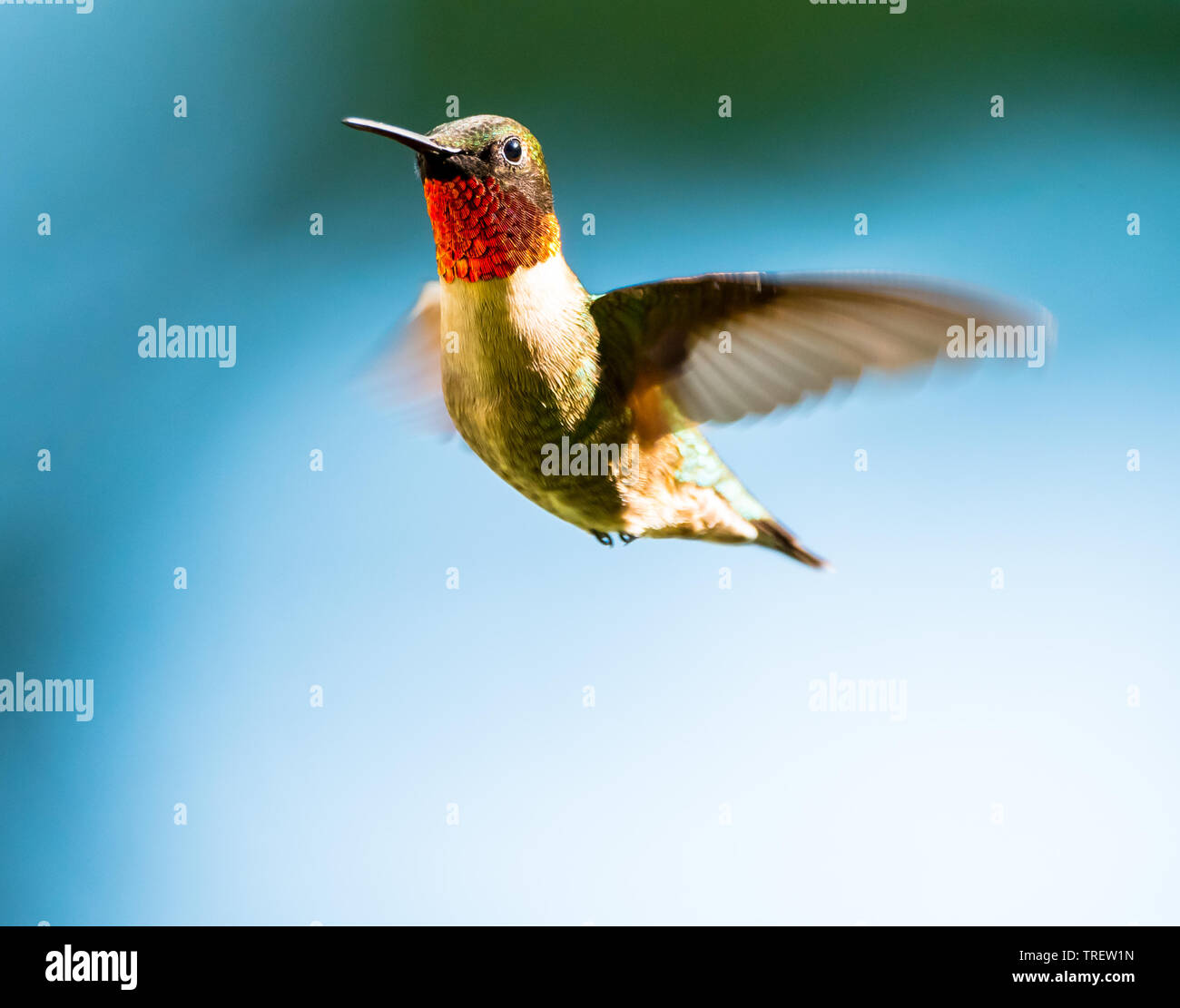 Male Rub-Throated hummingbird hovering in the air looking at the camera ...