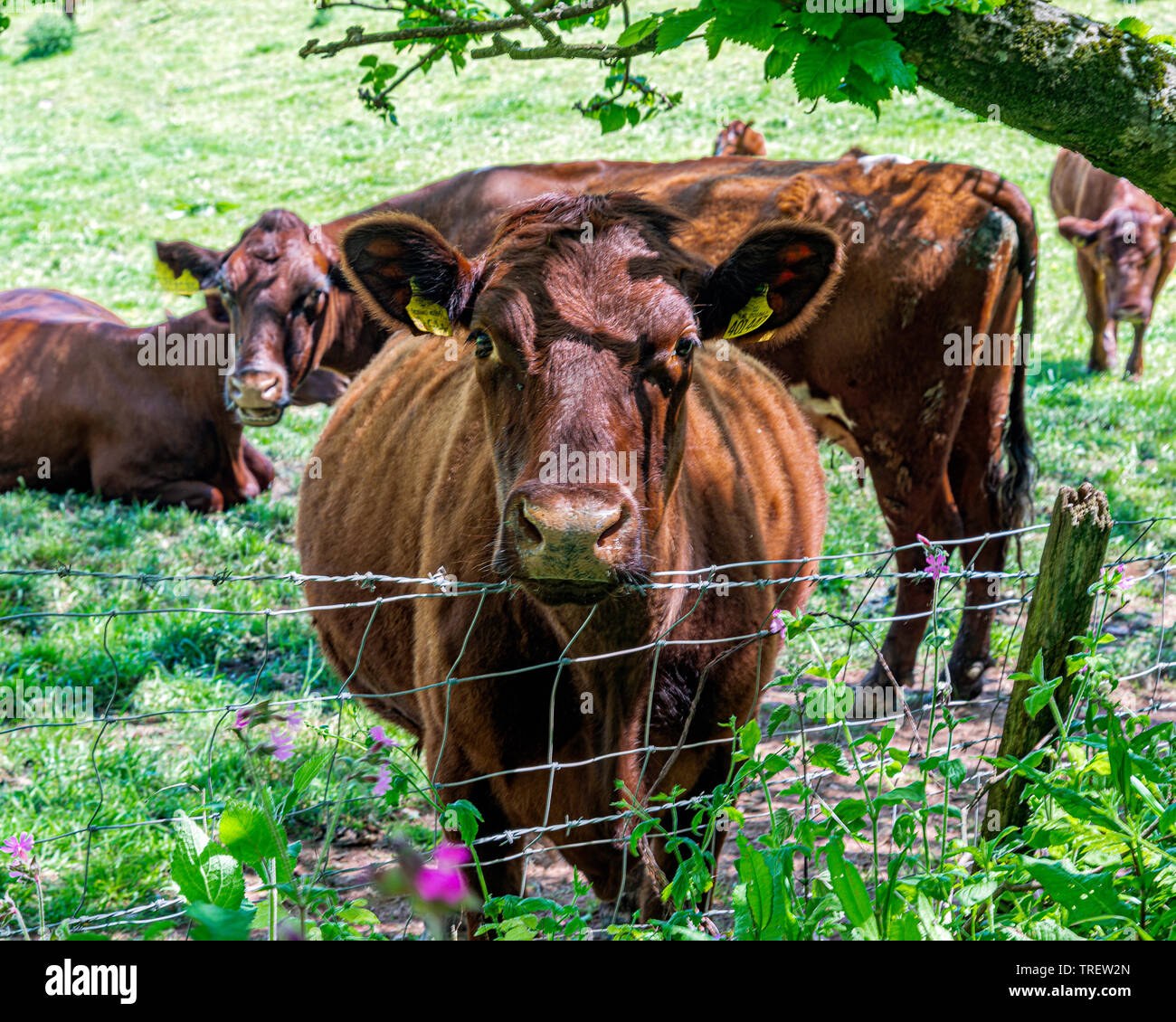 Cow looking over fence hi-res stock photography and images - Alamy