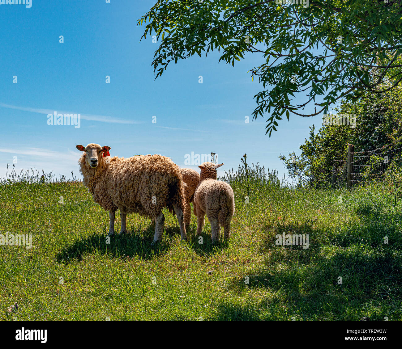 Lambs standing in hi-res stock photography and images - Alamy